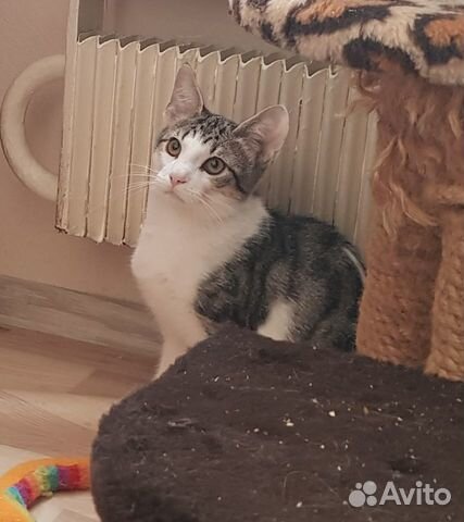 Ищет дом серо-белый котёнок Антошка
