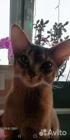 Кот Абиссинец