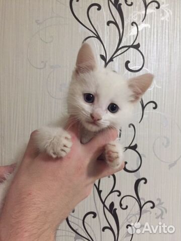 Котенок с разными глазами