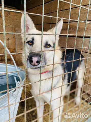 Пес умрет в приюте