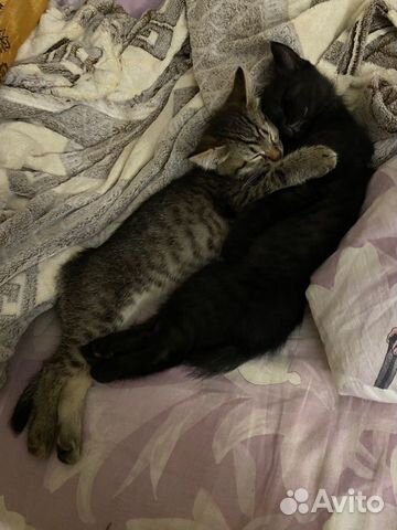 Котята