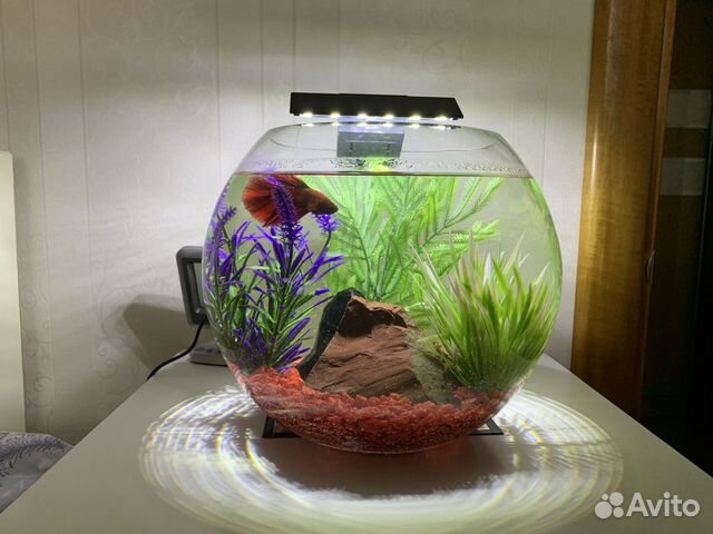 Аквариум для Петушка
