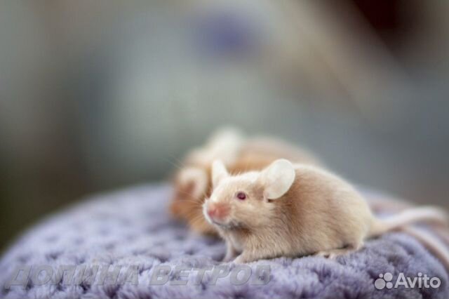 Блестящие мышки самцы и самки крем и аргент