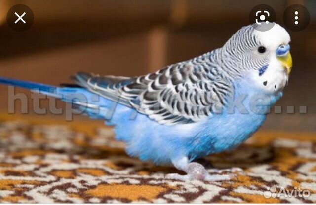 Отдам бесплатно попугая с клеткой