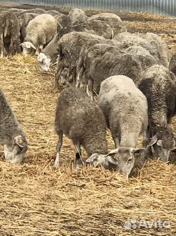 Овцы на племя беременные 2,5-3 года