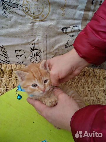 Персик мальчик ищет дом