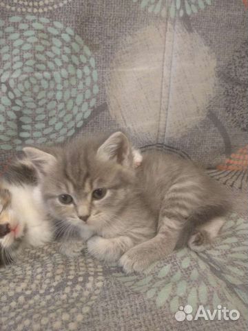 Плюшевые котята от шотландской кошки