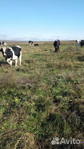 Продаются Быки