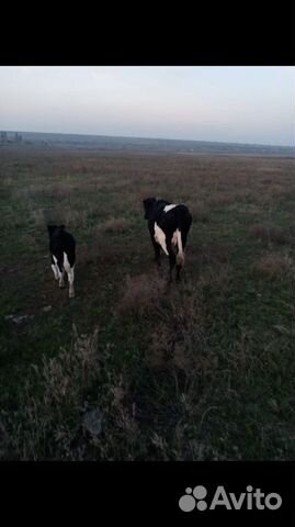 Телёнок и Телка