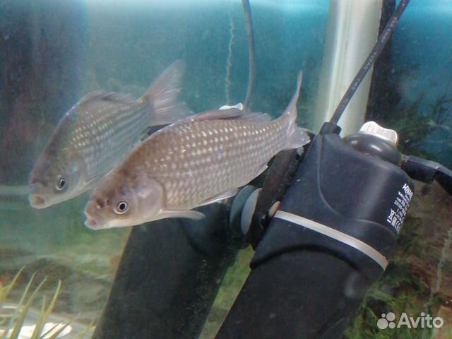 Караси речные для аквариума. Красивые