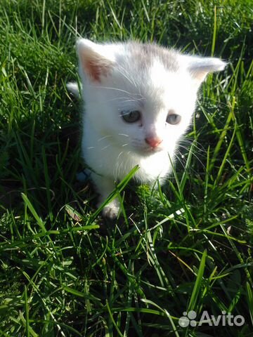 Милые девочки котята