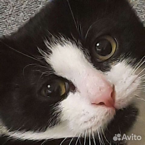 Котёнок мальчик Тимур