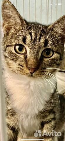 В добрые руки