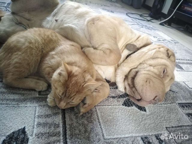 Рыжий котик в добрые руки