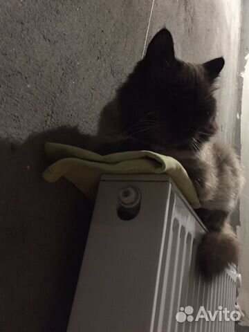 Тайский кот