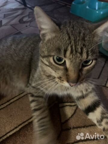 Котики бесплатно в добрые руки