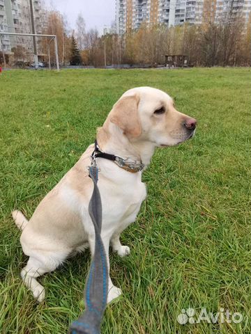 Отдам лабрадора