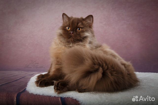 Британский кот ищет любимый дом