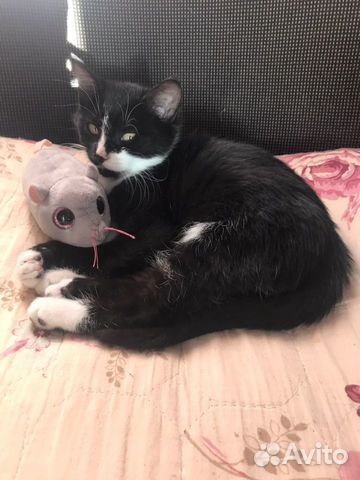 Кошечка в добрые руки