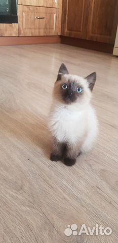Сиамский котенок