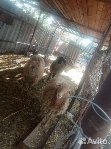 Продаю ягнят