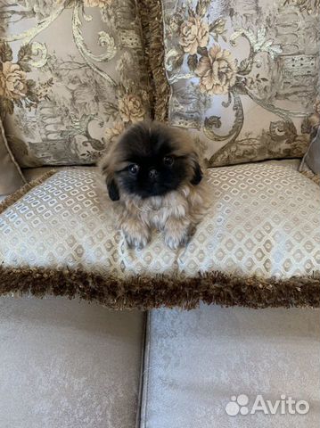 Девочка пекинесочка