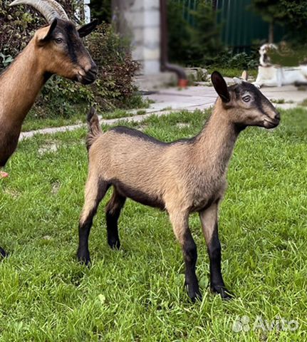 Козочка 3 мес Чешская бурая короткошерстная порода