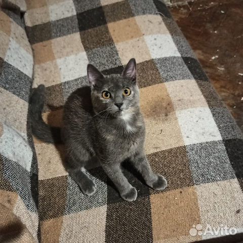 Отдам бесплатно кошку