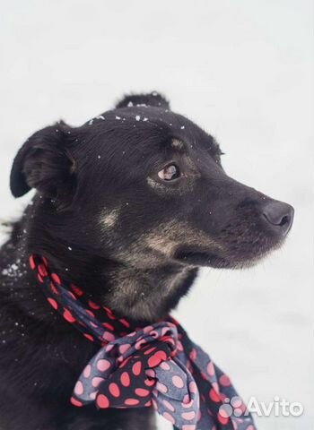 Багги ищет семью Спаси его из клетки