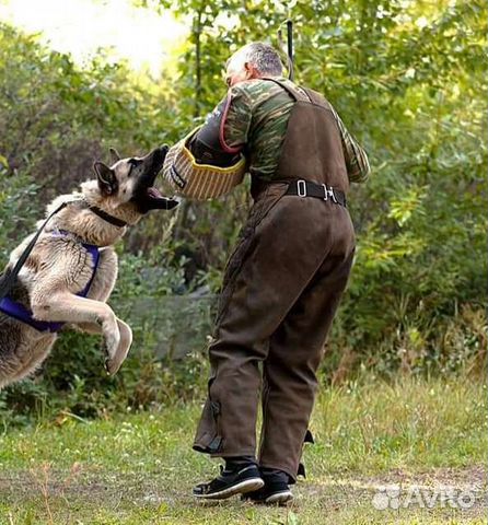 Восточноевропейская овчарка щенки
