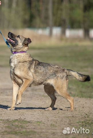 Собака по кличке Рома ищет дом