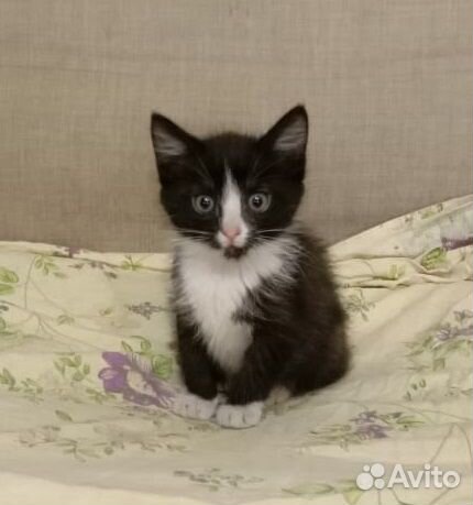 Котенок Маркизик