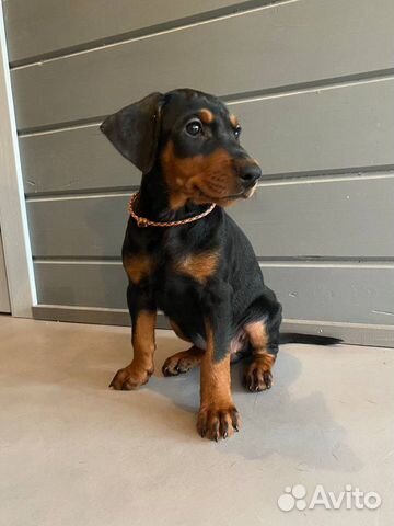 Немецкий пинчер щенки