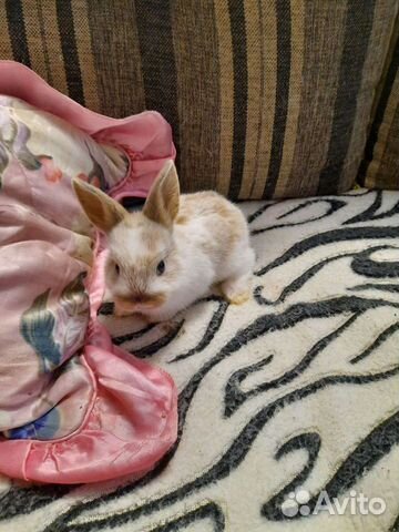 Декоративные кролики Ангора