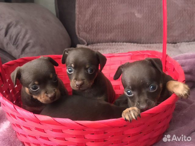 Русский тойтейер