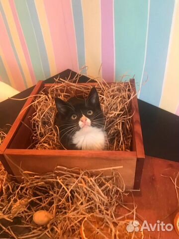 Малышка Шанталь ищет дом