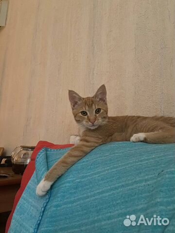 Котенок рыжая красотка