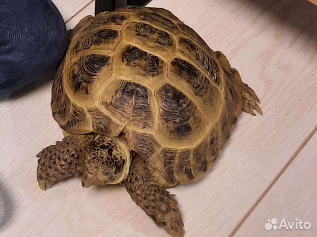 Черепаха сухопутная