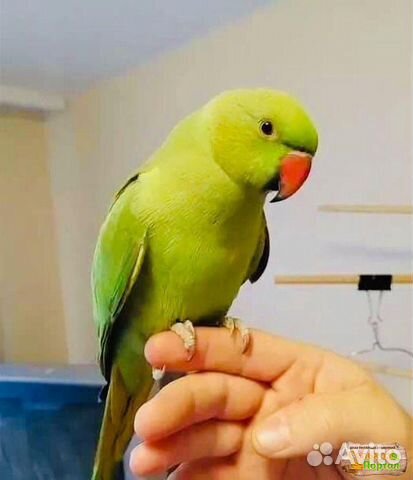Ожереловые попугаи птенцы