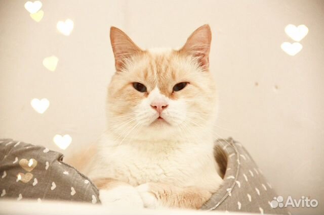 Ванильный котик в добрые руки