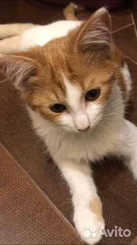 Кошка в дар