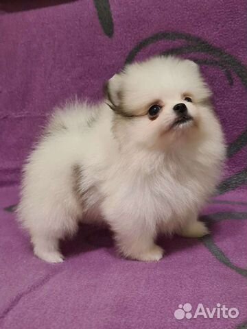 Померанский шпиц девочки и мальчик