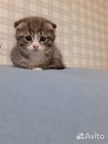 Котёнок хорошим людям