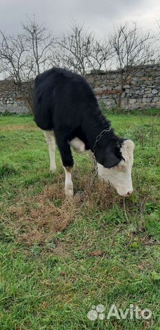 Продаются две породистые телочки