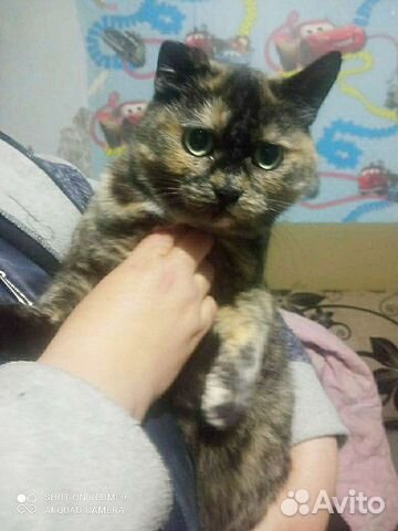 Кошка стерилизована 5 лет трехцветная
