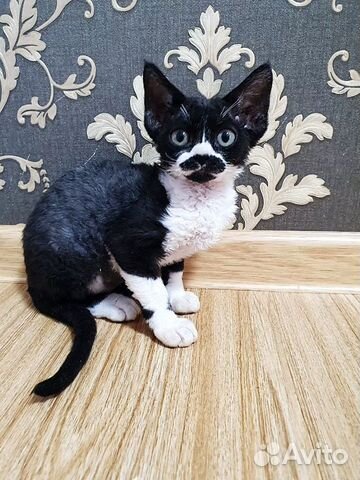 Девон-рекс кошечка