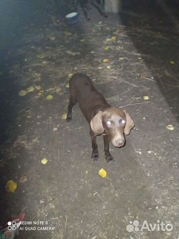 Щенки курцхаара