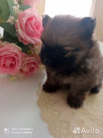 Щенки шпица