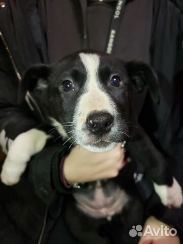 Щенок Принцесса 2 месяца