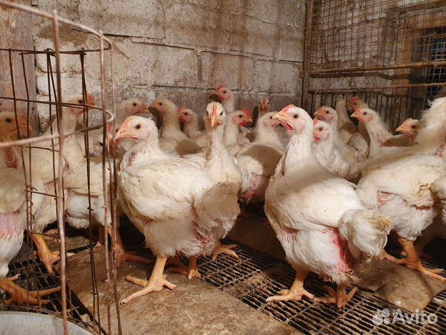 Куры бройлеры живым весом